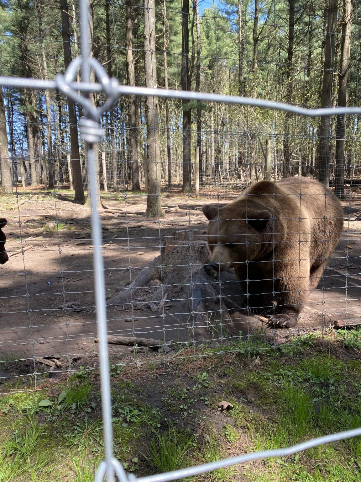 Shalom Wildlife Zoo: A Wild Adventure in West Bend - Milwaukee With Kids