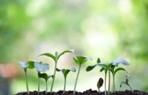 100 Plant Inspired Names For Your Baby Boy (2025) - Milwaukee With Kids