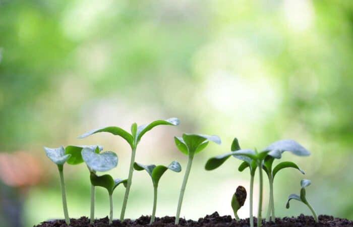 100 Plant Inspired Names For Your Baby Boy (2025) - Milwaukee With Kids