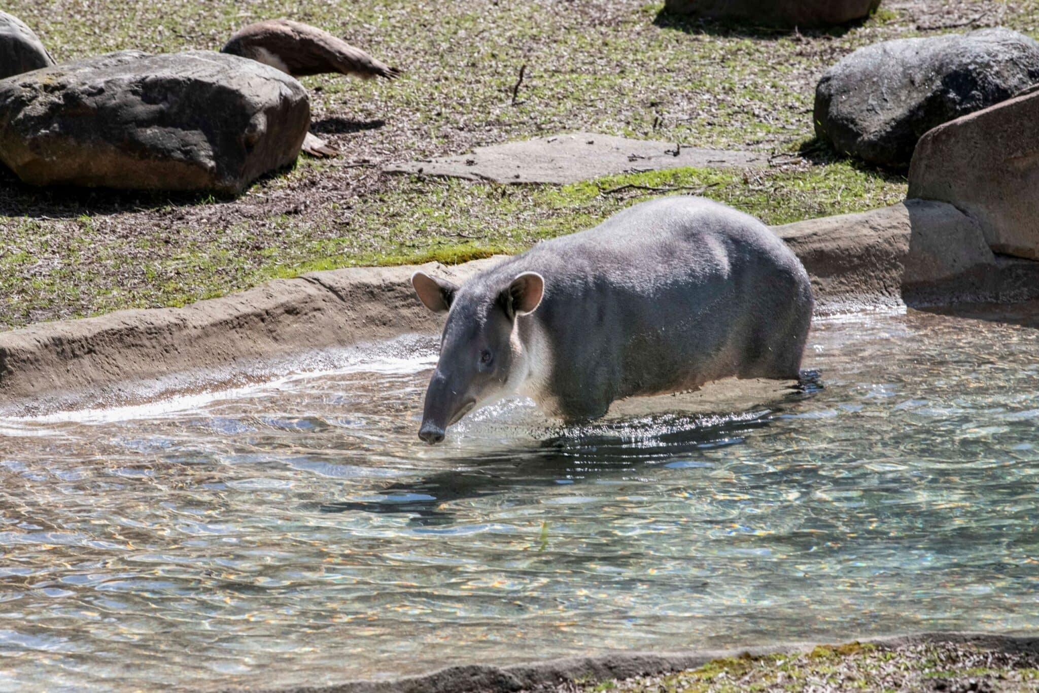 5 New Animals at the Milwaukee County Zoo - Milwaukee With Kids