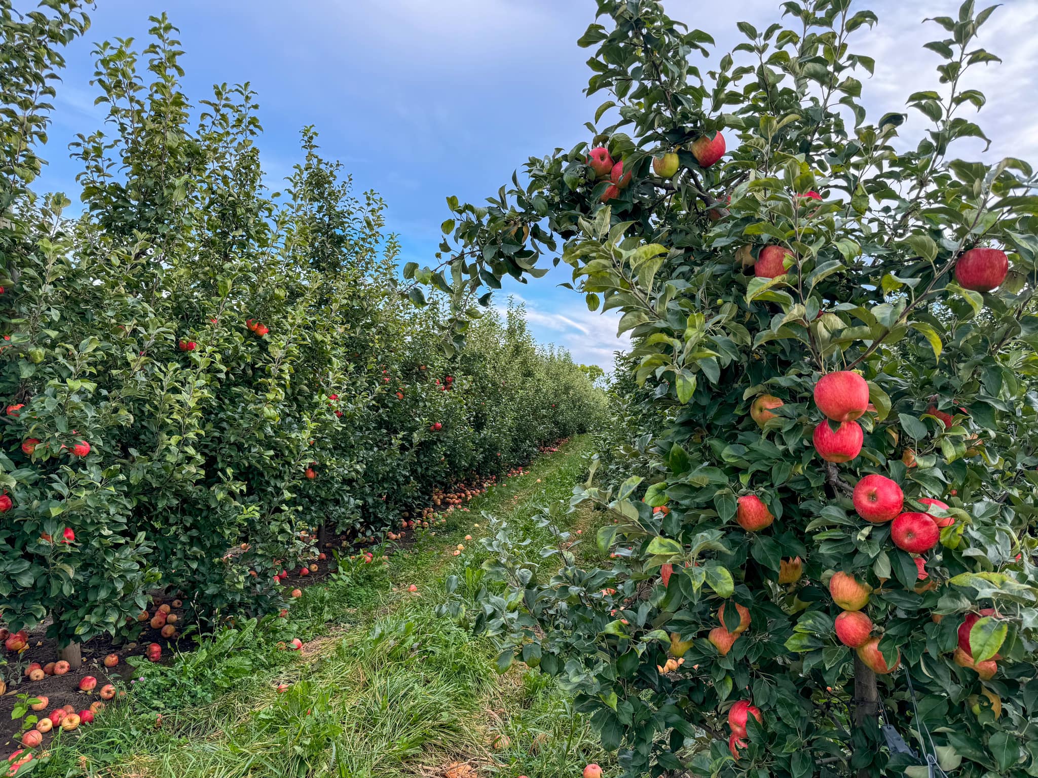 Appleland Farm Market: Apple Cider Slushies & Family Traditions ...
