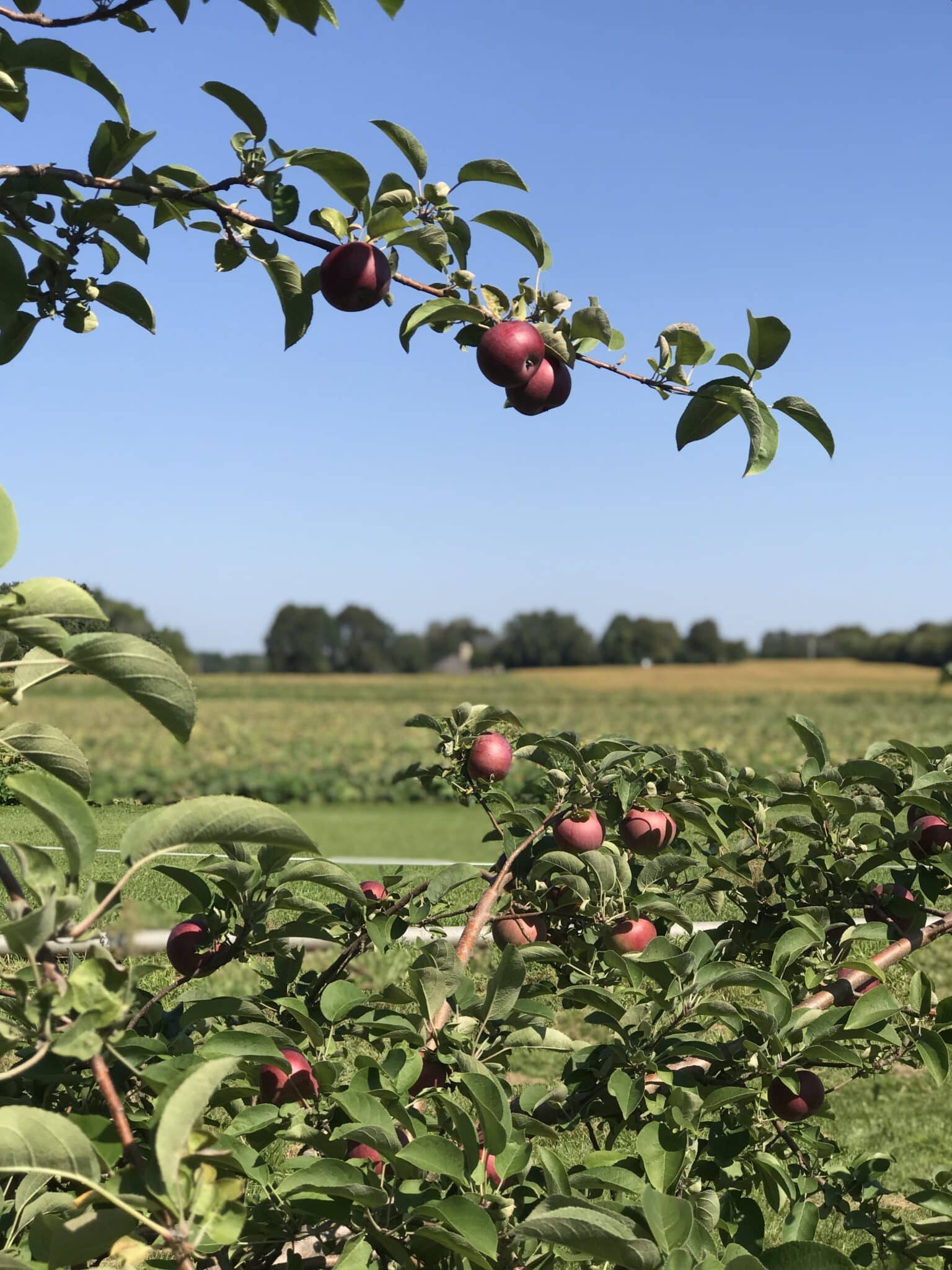 Barthel Fruit Farm: Apples, Pumpkins, & Fairy Tale Plums in Mequon ...