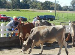 Cozy Nook Farm: Authentic Farm Experience With Cows, Tours, & Fall Fun ...