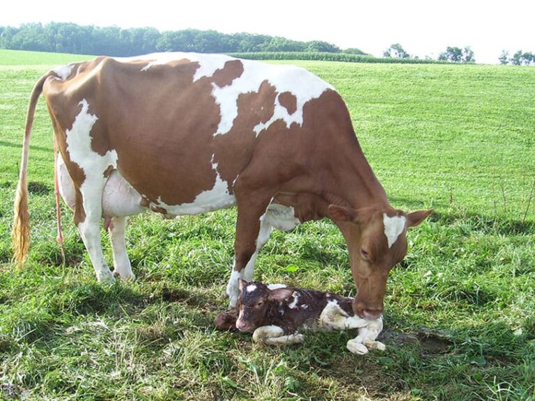 Cozy Nook Farm: Authentic Farm Experience With Cows, Tours, & Fall Fun ...