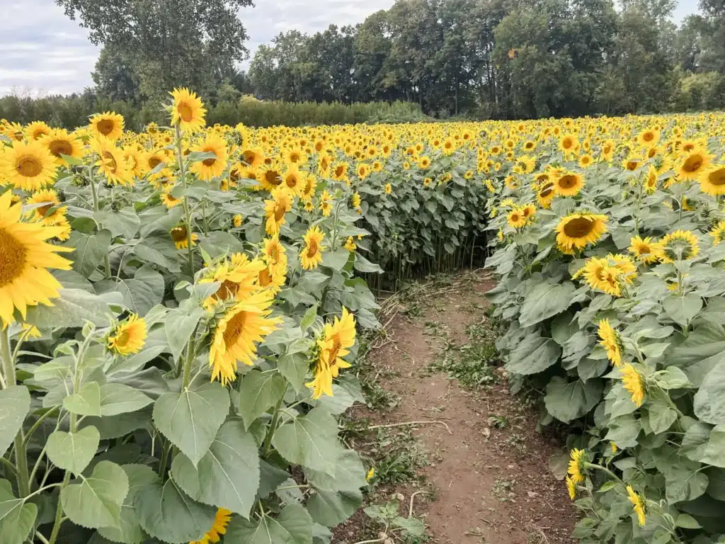 10 Best Sunflower Farms in Southeastern Wisconsin (2025) - Milwaukee ...