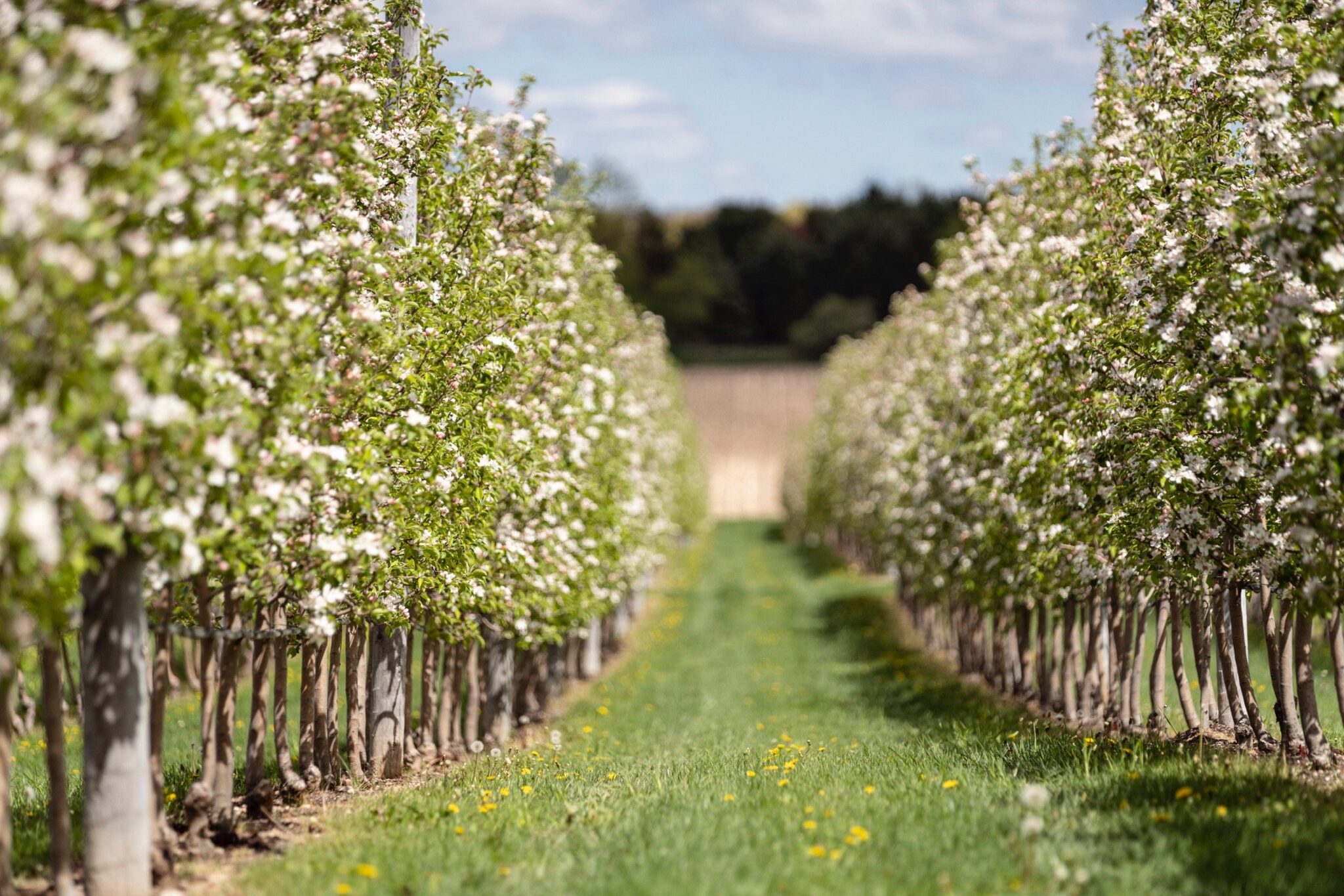 Peck & Bushel Apple Picking: What Families Need To Know (2025 ...