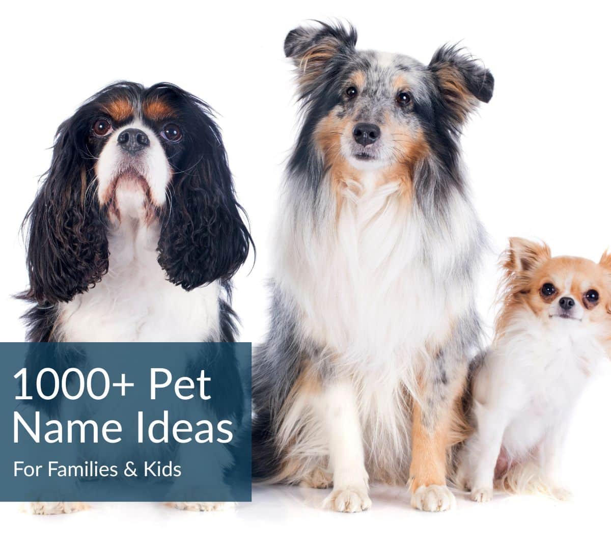 1000+ Pet Name Ideas for Families with Kids (2026) - Milwaukee With Kids