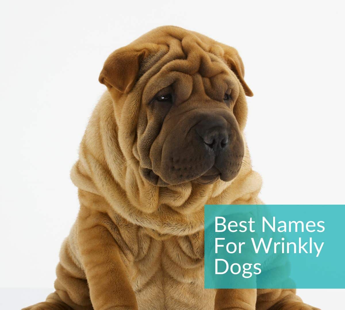 50 Perfect Names For Wrinkly Dog Breeds (2025) - Milwaukee With Kids