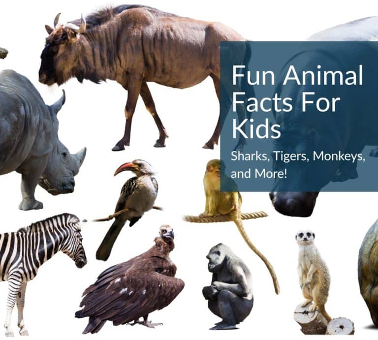 Fun Animal Facts for Kids (2025)