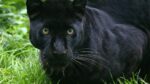 50 Surprising Black Panther Facts For Kids (2025) - Milwaukee With Kids