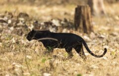 50 Surprising Black Panther Facts For Kids (2025) - Milwaukee With Kids