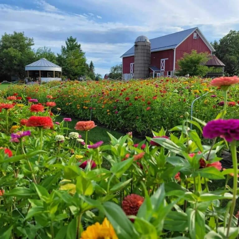 12 Best Sunflower Farms & Fields Near Milwaukee (2025 Guide ...